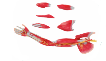 Músculos do membro superior com principais vasos e nervos, em 6 partes ...