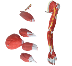 Músculos do membro superior – TR LAB